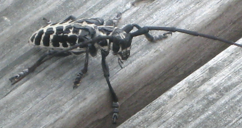 Cottonwood Borer: All You Need To Know For Healthy Trees - What's That Bug?