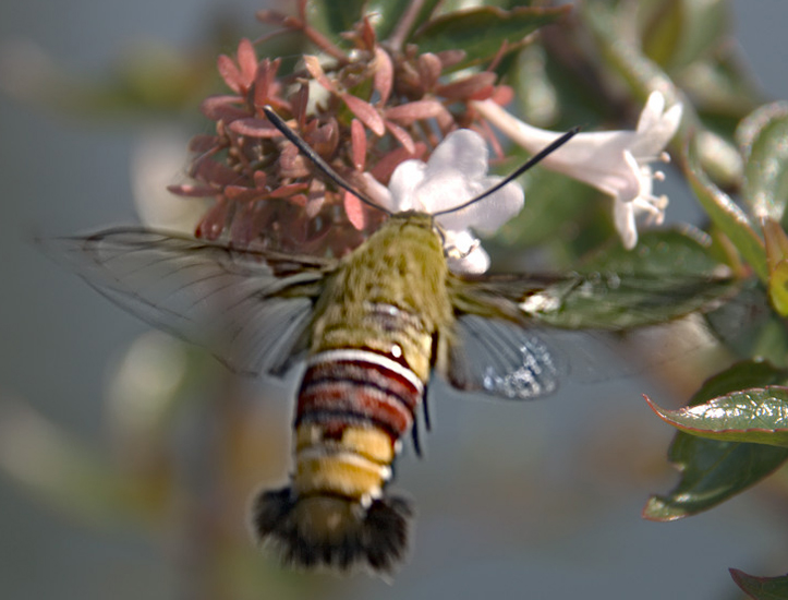 Hummingbird Sphinx from Japan - What's That Bug?