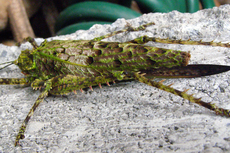 When Do Katydids Come Out: A Friendly Guide to Their Appearance - What ...