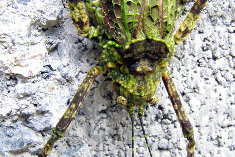 When Do Katydids Come Out: A Friendly Guide to Their Appearance - What ...