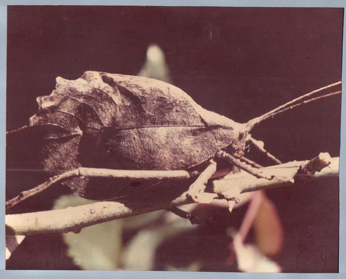 When Do Katydids Come Out: A Friendly Guide to Their Appearance - What ...