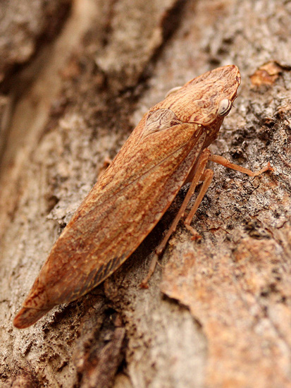Leafhopper: All You Need to Know About These Garden Pests - What's That ...