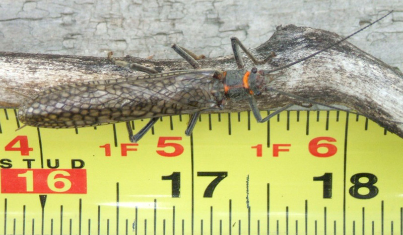 Stonefly: All You Need To Know In A Nutshell - What's That Bug?