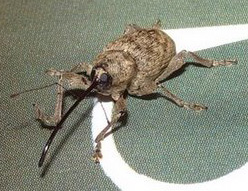 The Essential Guide To Acorn Weevils: Facts And Insights - What's That Bug?