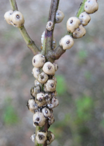 Scale Insect: All You Need to Know in a Quick, Friendly Guide - What's ...