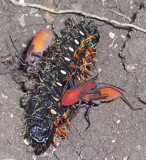 Essential Guide To Managing Cotton Stainer Infestations - What's That Bug?