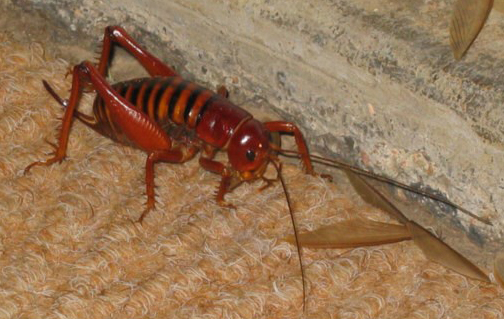 Mastering Katydid: Essential Insights in a Quick Guide