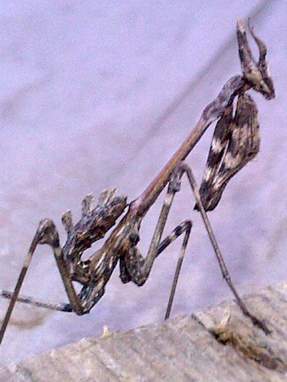 Praying Mantis: All You Need to Know for Ultimate Appreciation - What's ...