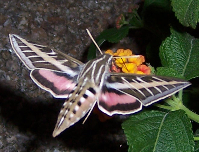 Striped Morning Sphinx - What's That Bug?