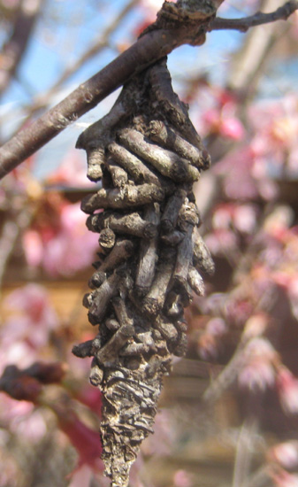 Bagworm Life Cycle: Unraveling the Mysteries of Nature's Architects ...
