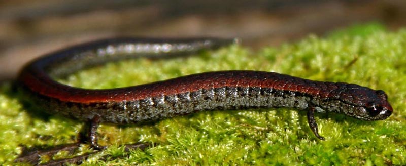 California slender salamander - Alchetron, the free social encyclopedia