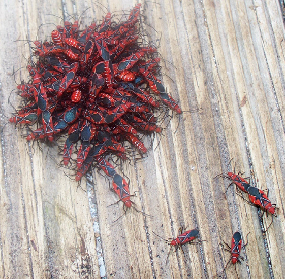 Aggregation of St. Andrew's Cotton Stainer - What's That Bug?