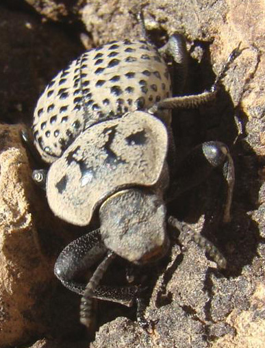 Darkling Beetle Life Cycle: A Fascinating Journey Explained - What's ...