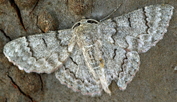 Geometer Moth: All You Need to Know in a Quick Guide - What's That Bug?