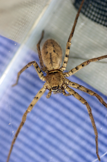 How To Deal With A Huntsman Spider? Easy Steps - What's That Bug?