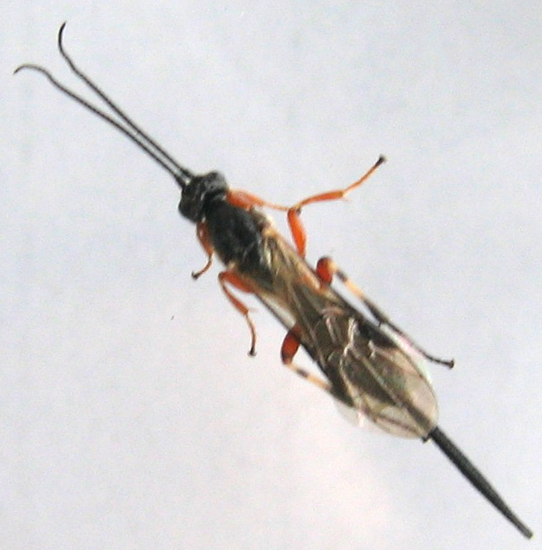 How To Get Rid Of Ichneumon Wasp: Truth Revealed - What's That Bug?