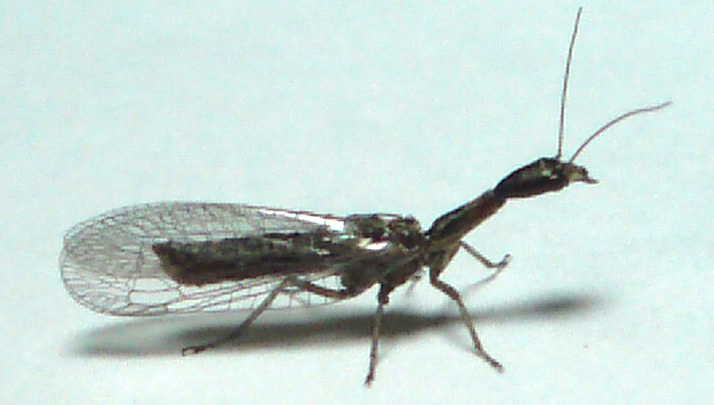 Snakefly - Alchetron, The Free Social Encyclopedia