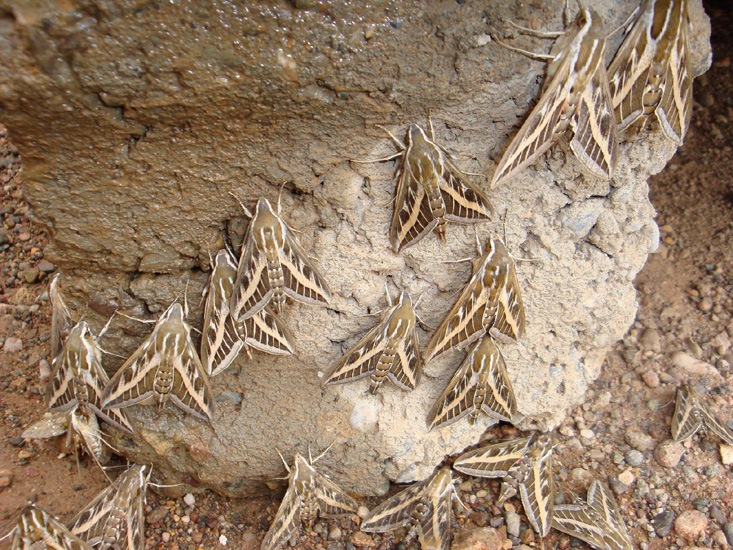 Striped Hawk Moth Facts: Uncovering Nature's Fascinating Secrets - What ...