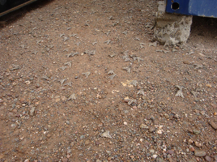 Striped Hawk Moth Facts: Uncovering Nature's Fascinating Secrets - What ...