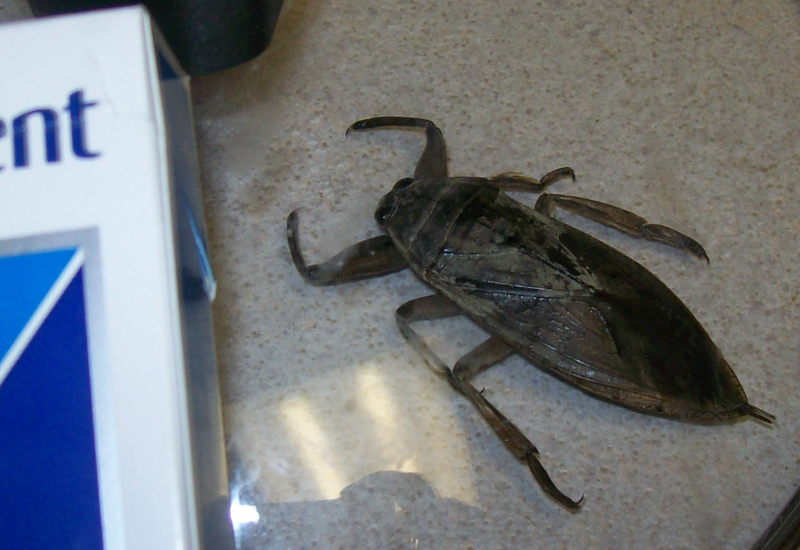 Toe Biters and other Aquatic True Bugs Archives - Page 26 of 45 - What ...