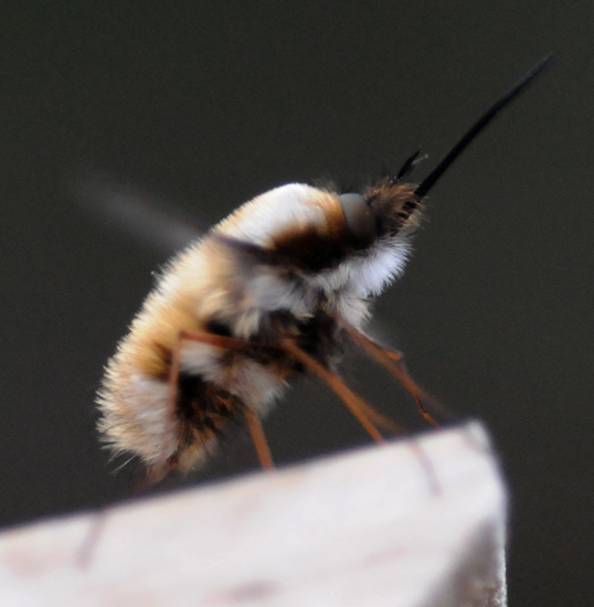 How to Deal with Large Black Flying Bugs That Look Like Bees