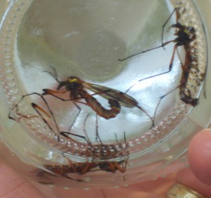 Insights Into Crane Fly Mating: A Quick Overview - What's That Bug?