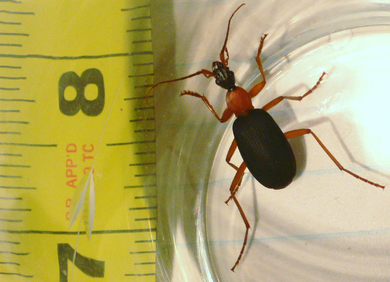 Are False Bombardier Beetles Dangerous To Humans? Uncovering The Truth ...