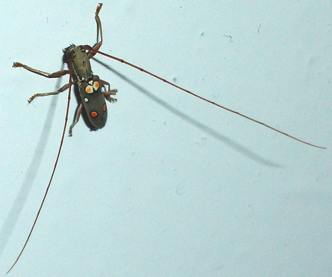 Flat-Faced Longhorn Beetle: Quick Guide to Identification and Facts ...