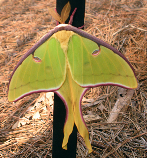 Luna Moth Host Plant: Comprehensive Guide for Enthusiasts - What's That ...