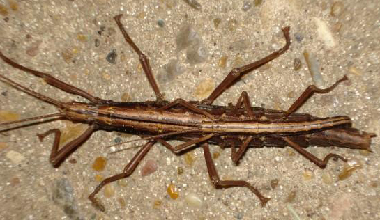 devil’s darning needle | Behind the Bug