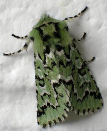 Sallow Moth: All You Need to Know in a Nutshell - What's That Bug?