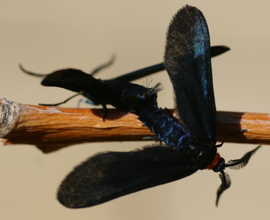 Grape Leaf Skeletonizer: All You Need To Know For A Healthy Vineyard ...