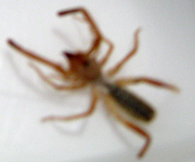 Solpugid or Sun Spider - What's That Bug?