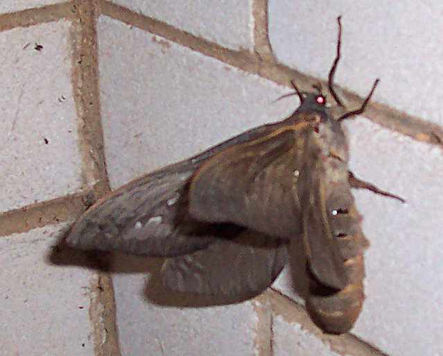 The Enigmatic Ghost Moth: Unveiling Its Mysteries - What's That Bug?