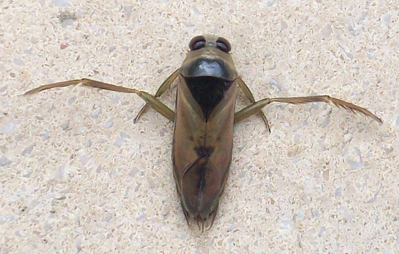 Backswimmer From The Netherlands What s That Bug Backswimmer From The Netherlands What s That Bug