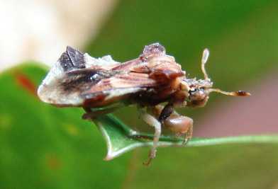 Ambush Bug Camouflage: Unraveling The Mystery - What's That Bug?