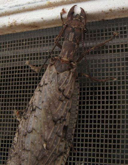 Female Dobsonfly - What's That Bug?