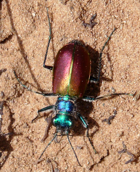 Tiger Beetle vs Spider: Uncovering Nature's Fierce Battle - What's That ...