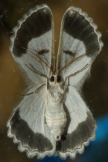 Geometer Moth: All You Need To Know In A Quick Guide - What's That Bug?