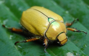 Goldsmith Beetle: All You Need To Know In A Nutshell - What's That Bug?