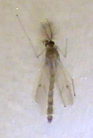 Water Midge - What's That Bug?