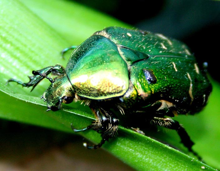 Rose Chafer Beetle: All You Need to Know in a Nutshell - What's That Bug?