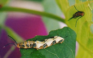 American Dagger Moth: All You Need To Know In A Quick Guide - What's ...