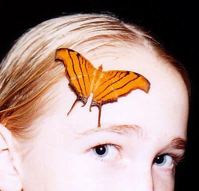 American Dagger Moth: All You Need To Know In A Quick Guide - What's ...