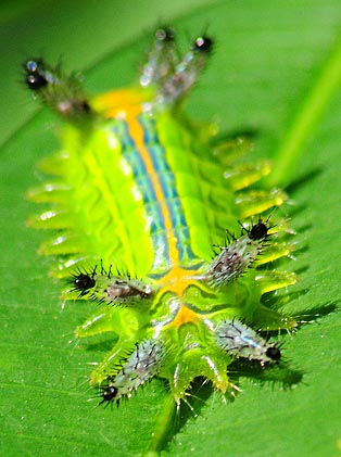 Slug Caterpillar: Key Facts and Essential Tips - What's That Bug?