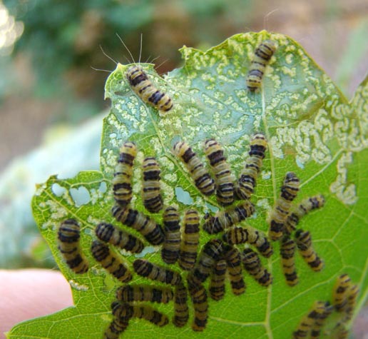 Grape Leaf Skeletonizer: All You Need To Know For A Healthy Vineyard ...