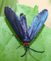 Grape Leaf Skeletonizer: All You Need To Know For A Healthy Vineyard ...