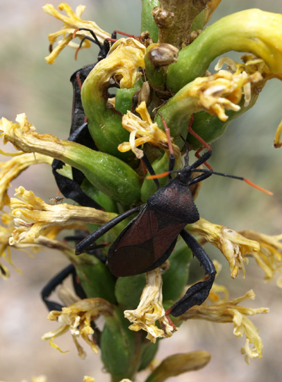 Giant Agave Bug: All You Need to Know for Easy Identification and ...