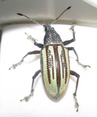 Diaprepes Root Weevil Control: Helpful Tips - What's That Bug?