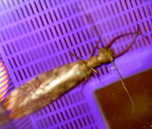 Dobsonfly - All You Need To Know - What's That Bug?